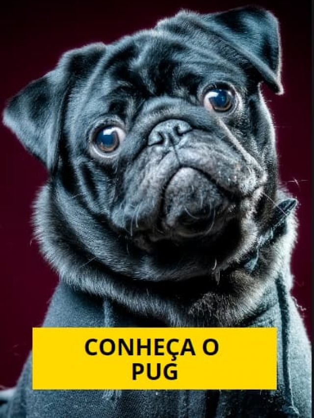 Descubra por que o Pug é o companheiro perfeito para você! - Promoções.PET