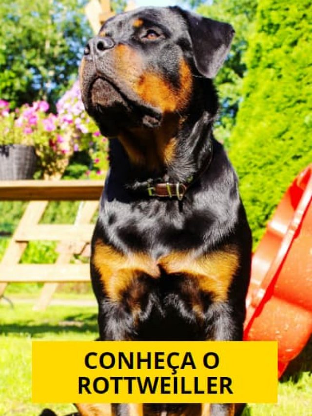 Rottweiler: o cão de guarda inteligente e leal - Promoções.PET