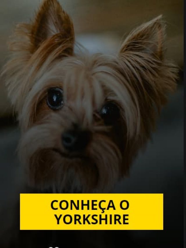 Yorkshire: o encanto em forma de cão! - Promoções.PET