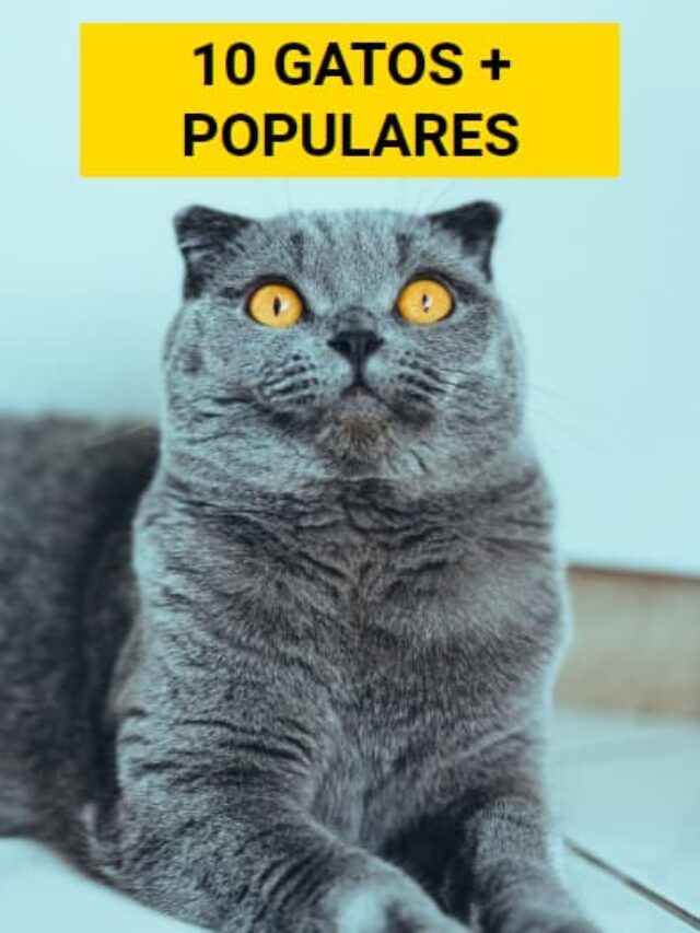 Conheça as 10 Raças de Gatos Mais Populares! - Promoções.PET