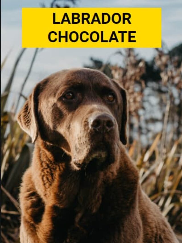 Conheça o Labrador Chocolate: Especial e Adorável! - Promoções.PET