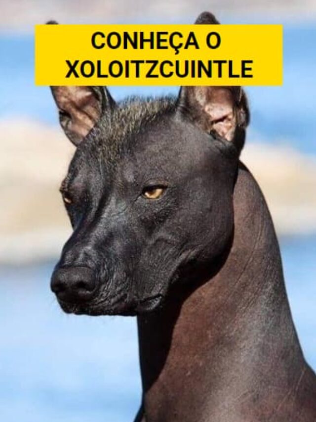 Xoloitzcuintle: Conheça o Fascinante Xolo. - Promoções.PET
